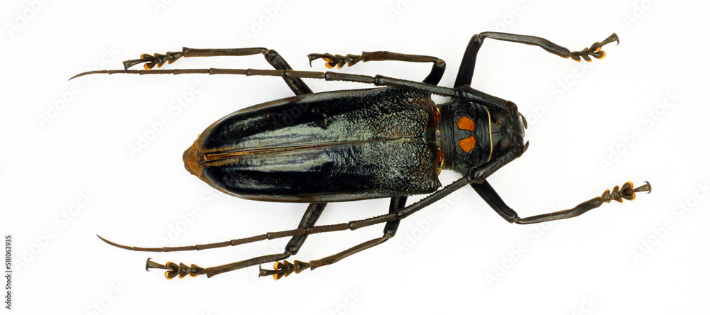 Beetle isolated on white. Black longhorn beetle Batocera bruyni macro ...
