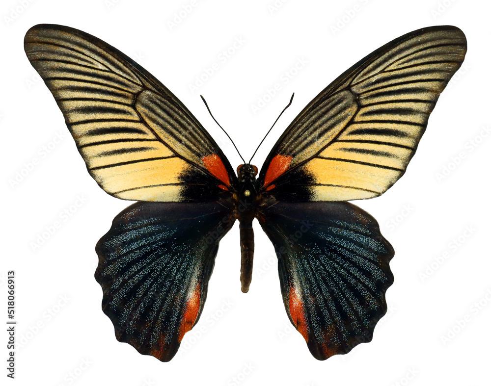 Butterfly isolated on white. Colorful black yellow red butterfly ...