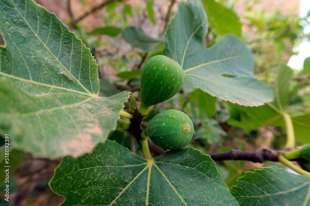 Figs growing on a tree. The edible fruits of Ficus carica, a species of ...
