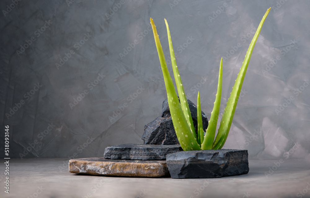 green Aloe Vera plant herb with dark stone podium stage for show ...