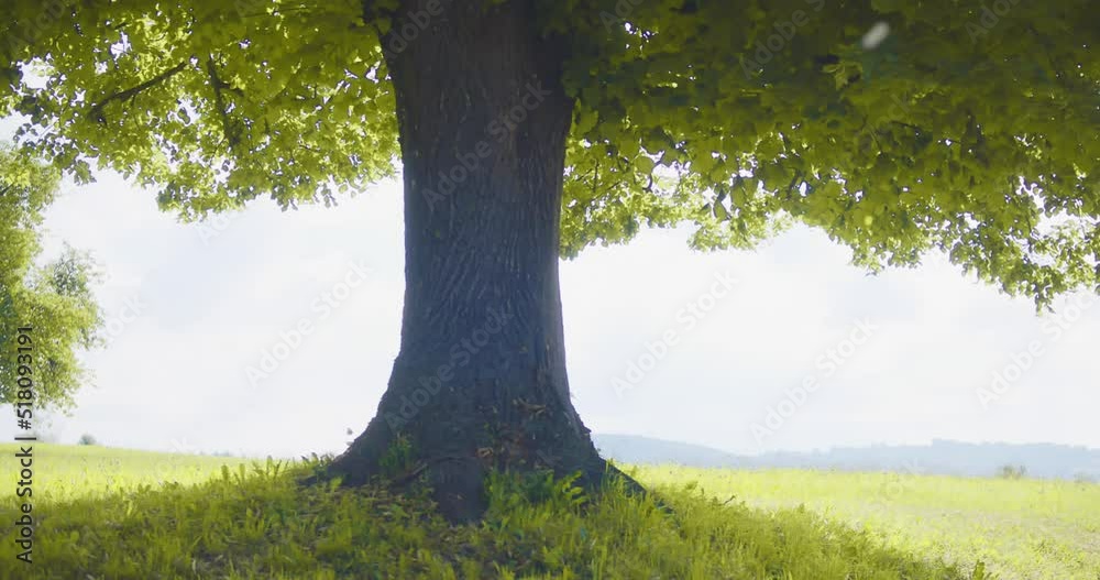 The Biblical Tree of Knowledge and Tree of Life inside Garden of Eden ...