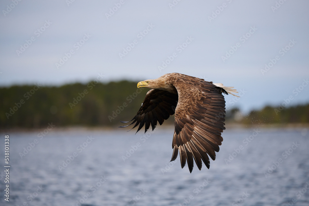 White-tailed sea eaglein flight, scientific name: Haliaeetus albicilla ...
