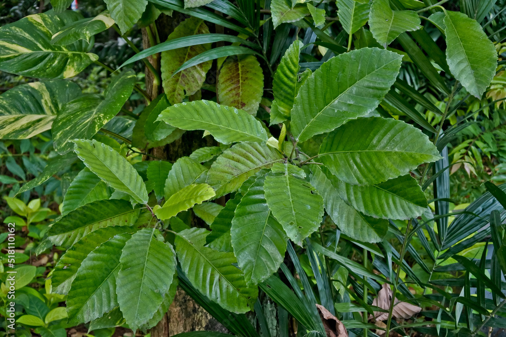 Collection of rare Indonesian tropical forest plants in the arboretum ...