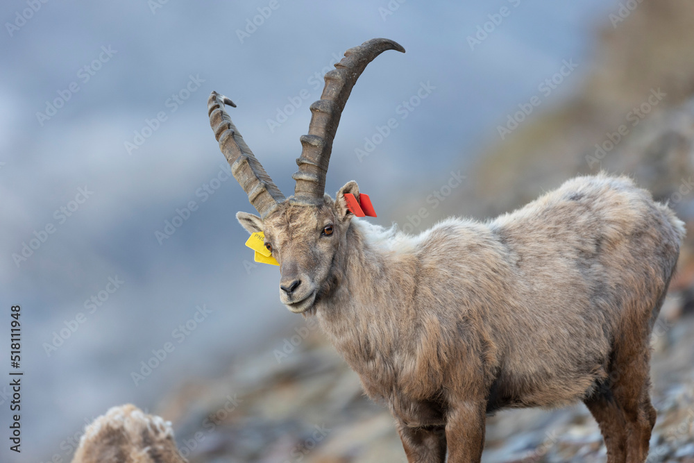 Alpine Ibex