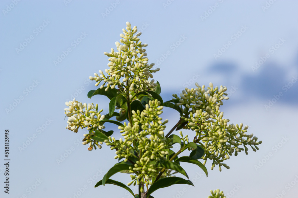 Flowering European privet or Ligustrum vulgare with white flowers and ...