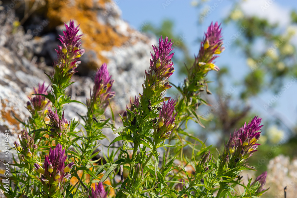 Melampyrum arvense, commonly known as field cow-wheat, is an herbaceous ...
