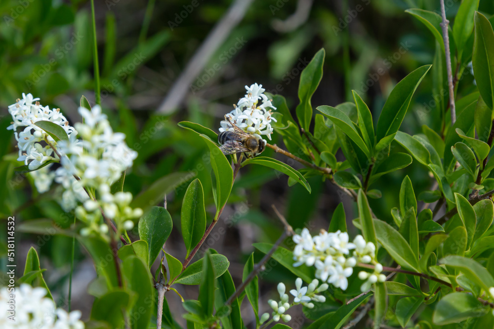 Flowering European privet or Ligustrum vulgare with white flowers and ...