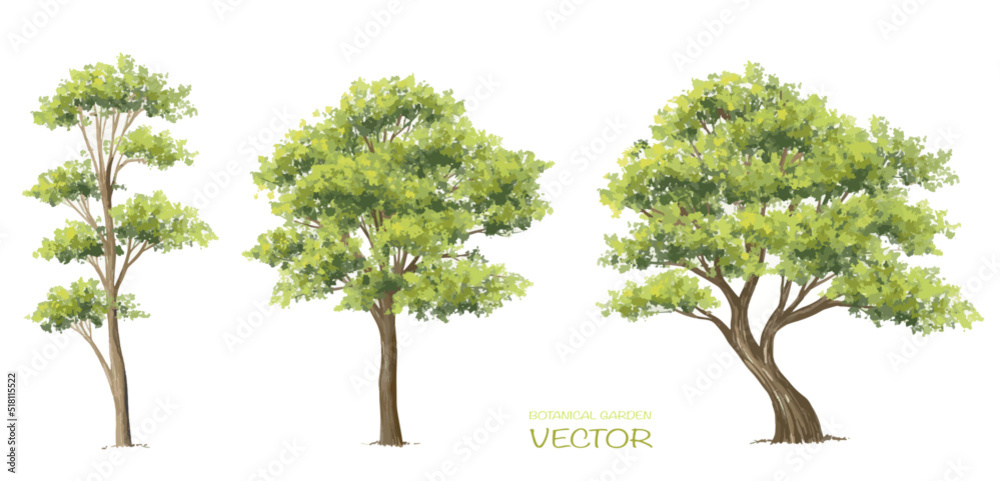 Vector watercolor of tree side view isolated on white background for ...