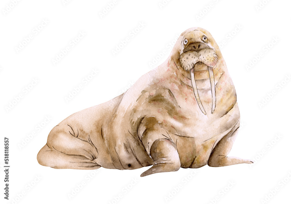 Hand-drawn watercolor walrus illustration isolated on white background ...