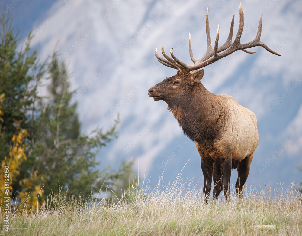 Bull elk with head turned in profile in front of mountain Stock Photo ...