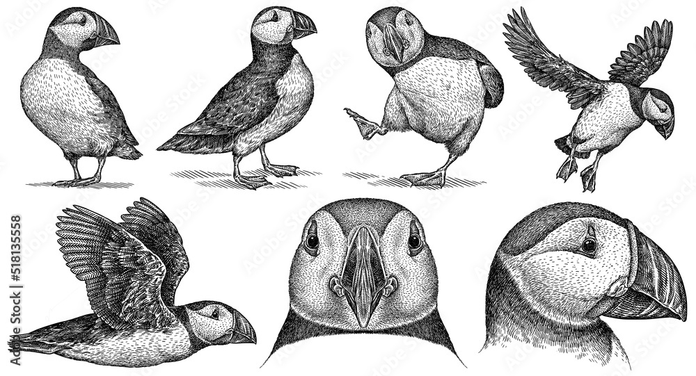 Vintage engrave isolated puffin set illustration ink Thunderbird sketch ...
