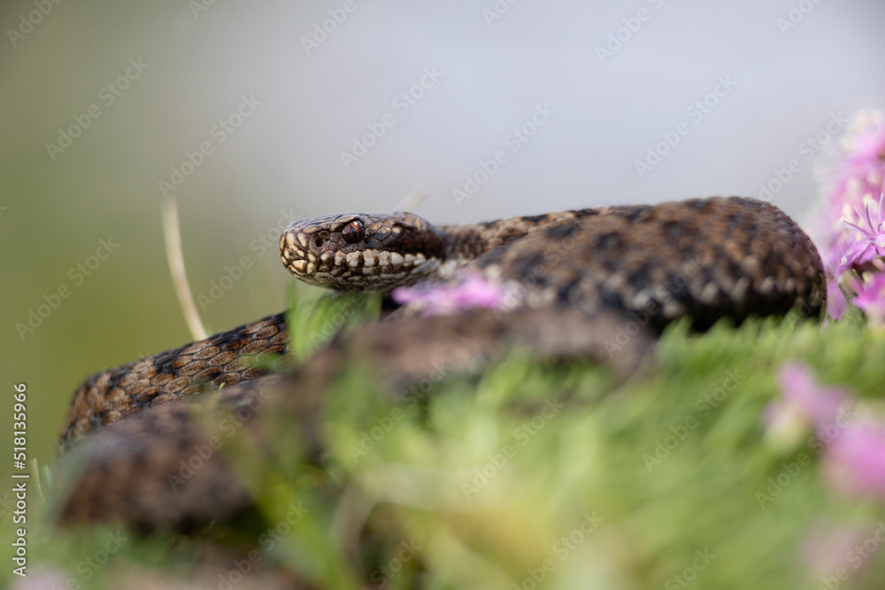 Vipera berus, the common European adder or common European viper, is a ...