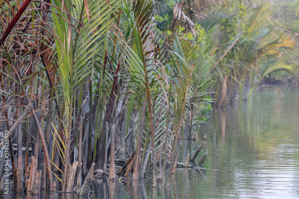 Typical nipa palm (Nipa fruticans).this photo was taken from Sundarbans ...