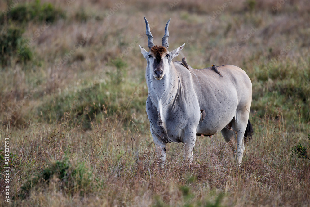 Common eland or eland antilope ( Taurotragus oryx) bull on the savannah ...