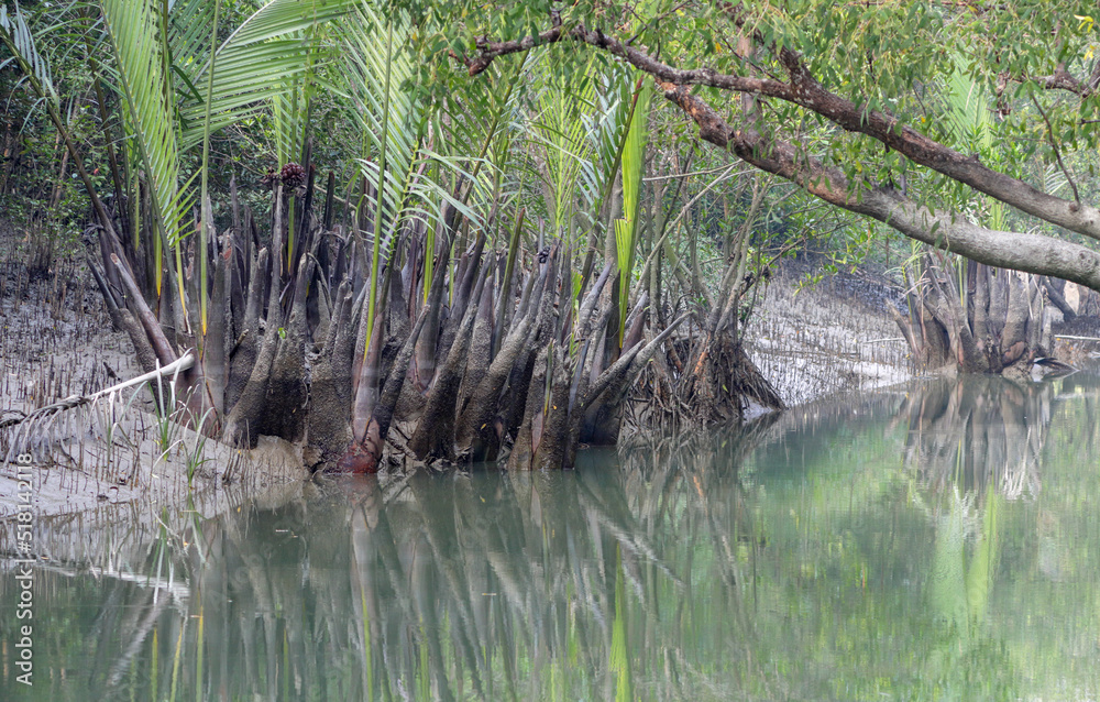 fruticans).this photo was taken from Sundarbans National Park ...