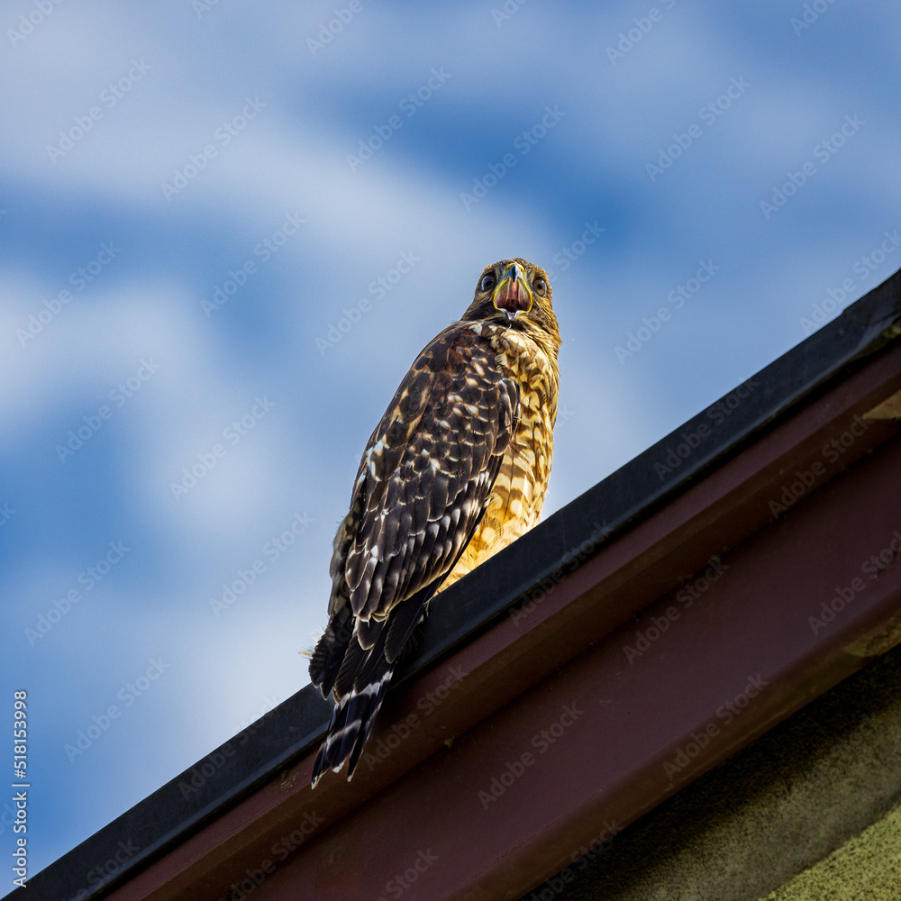 A red-tailed hawk sits on a roof looking down, with a blue sky behind ...