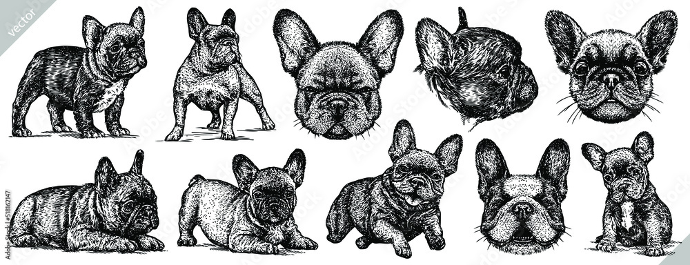Vintage engrave isolated french bulldog set illustration ink sketch ...