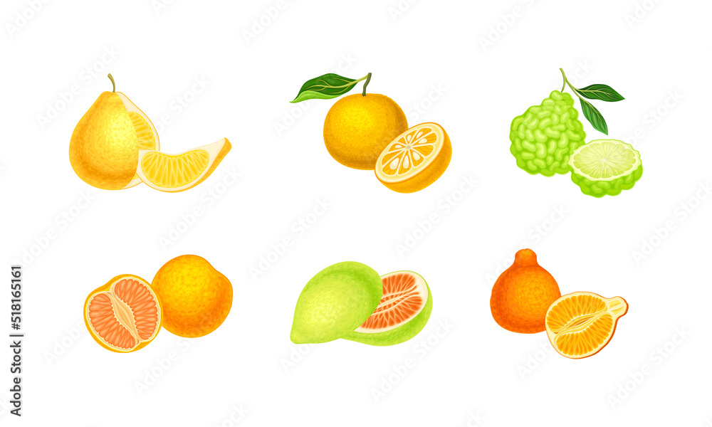 Set of juicy citrus fruit. Yuzu, pomelo, tangelo fruits vector illustration Stock Vector | Adobe ...