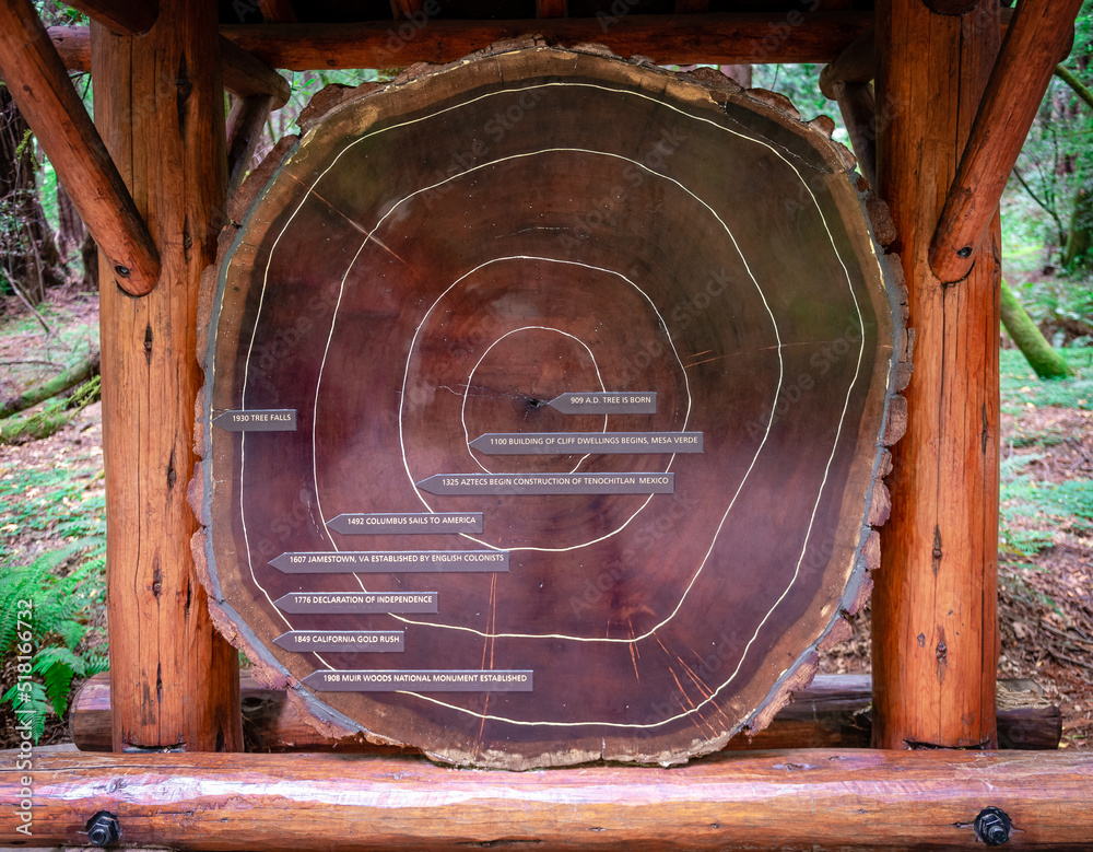 Annual Rings Labeled