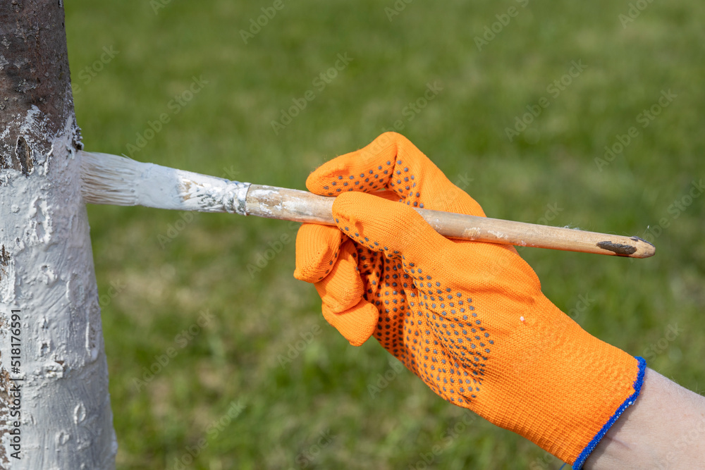 Work in the garden in early spring. Painting the trunk of an apple tree ...