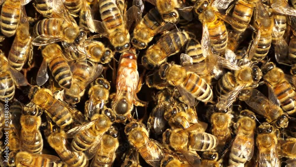 Queen bee lay eggs in the honeycomb. Bees stimulate the young queen bee ...