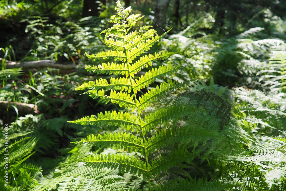 Fern plant in the forest. Beautiful graceful green leaves ...