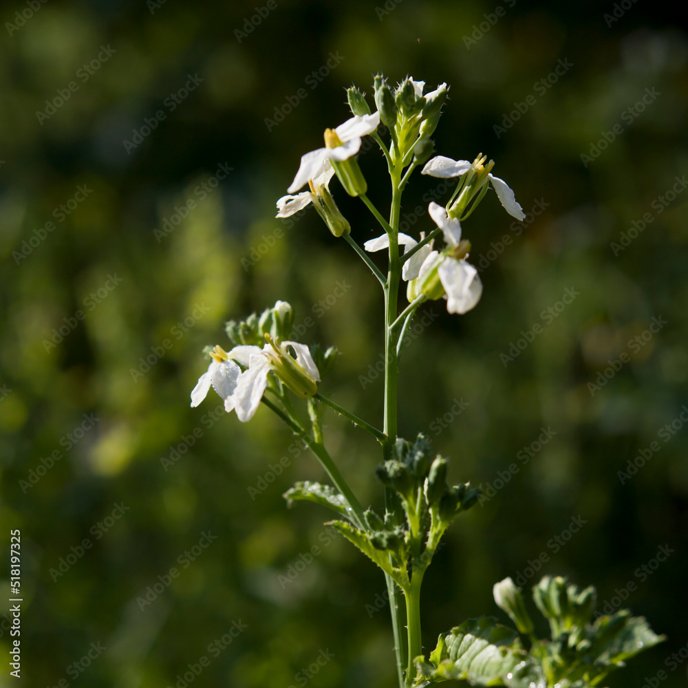 Radish mature plants with flowers and green edible seed pods. Stock ...