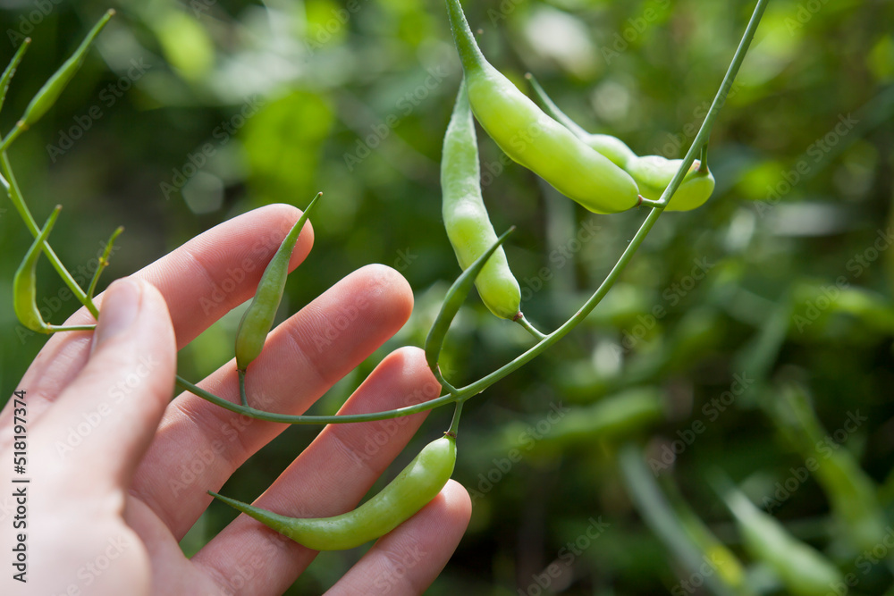 Radish mature plants with flowers and green edible seed pods. Stock ...
