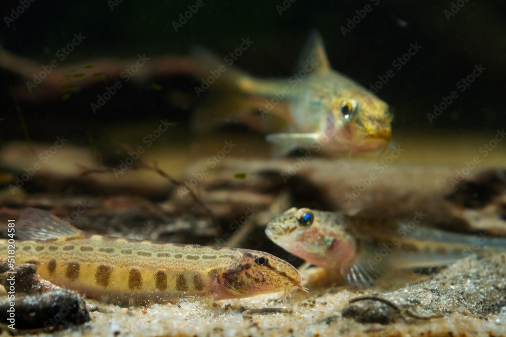 tiny juvenile spined loach on sand bottom with blurred figure of monkey ...