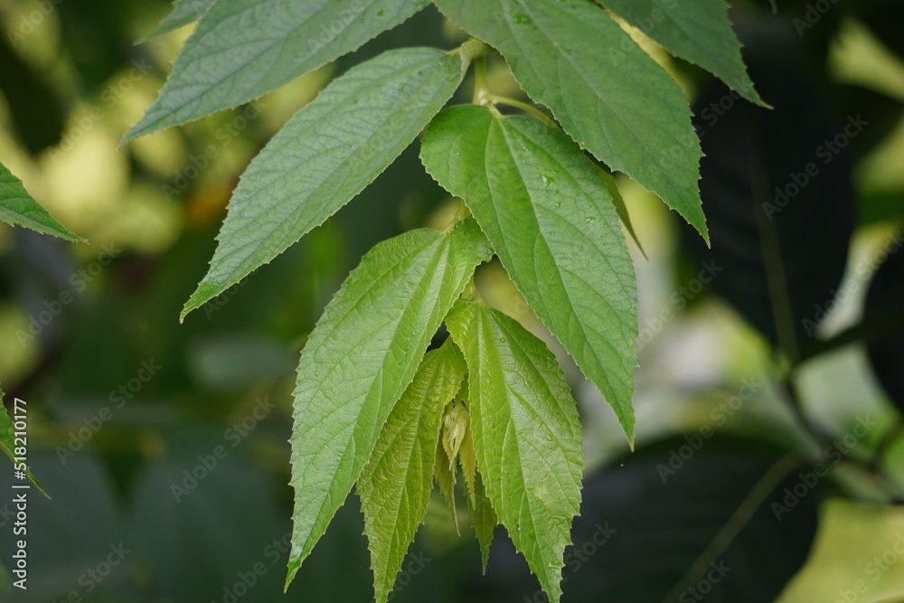 Muntingia calabura leaves (Kersen, , capulin blanco, cacaniqua, nigua ...