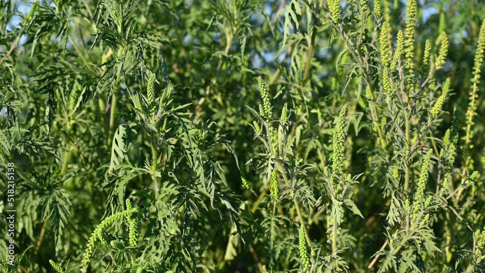 Ragweed growing on the meadow. Common Ragweed in the field. Ambrosia ...