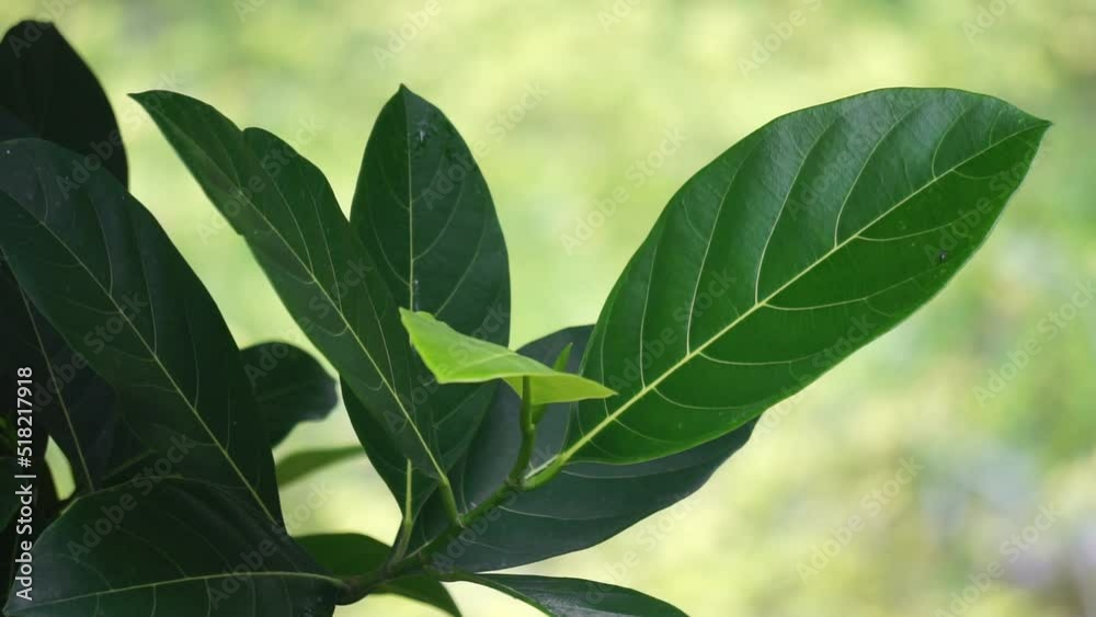 Green jack fruit leaves with natural background. The jack fruit (also ...