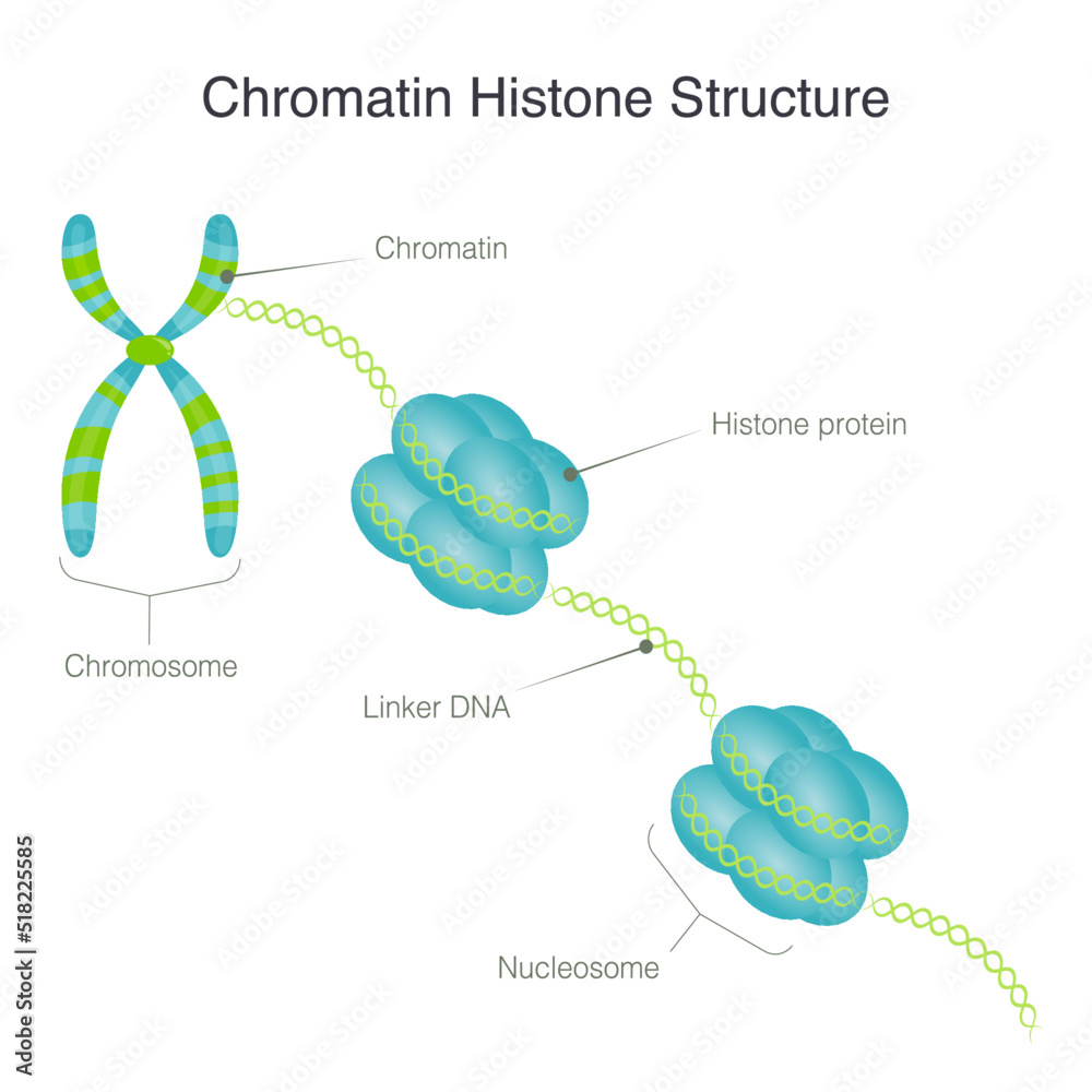 chromatin histone structure diagram Stock Vector | Adobe Stock