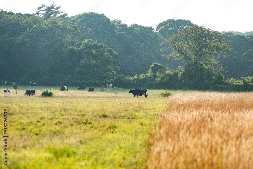 Regenerative Grazing , Mob Grazing - Organic Cows Grazing On Farm ...