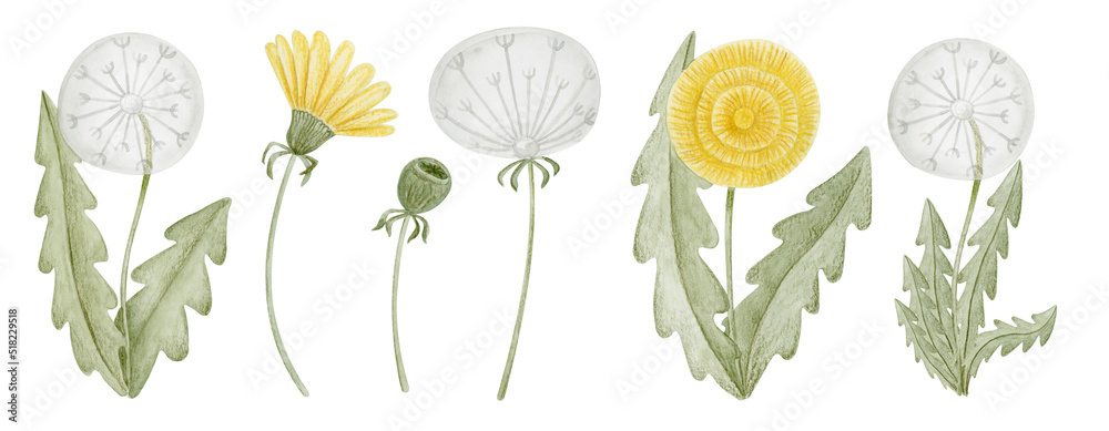 Dandelion flower watercolor hand drawn illustration. Botanical clipart ...