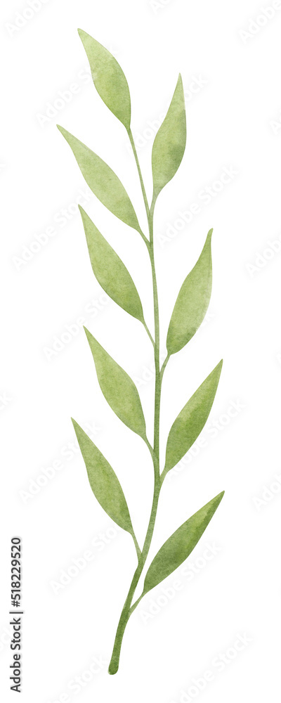 Foliage watercolor hand drawn illustration. Botanical clipart element ...