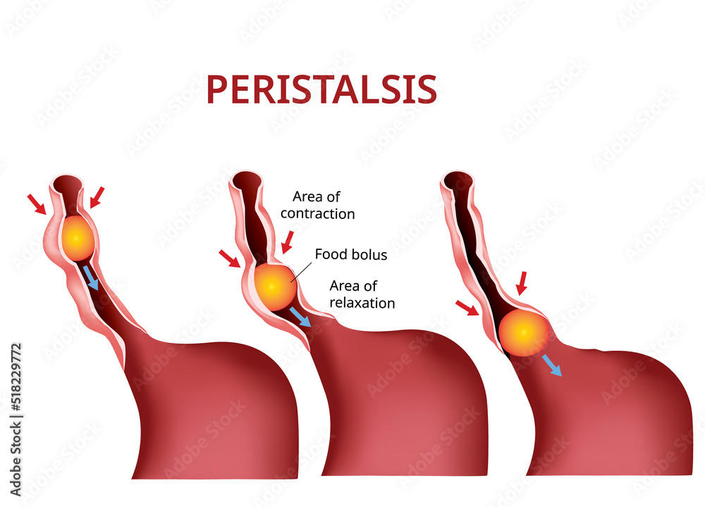 Digestion and Peristalsis. Esophagus and stomach to intestine, Vector ...