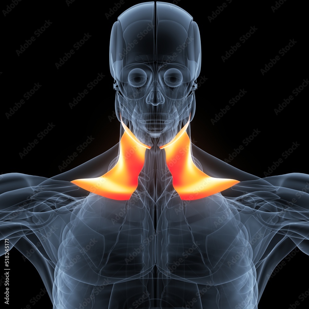 Human Body Muscular System Head Muscles Platysma Muscle Anatomy Stock ...