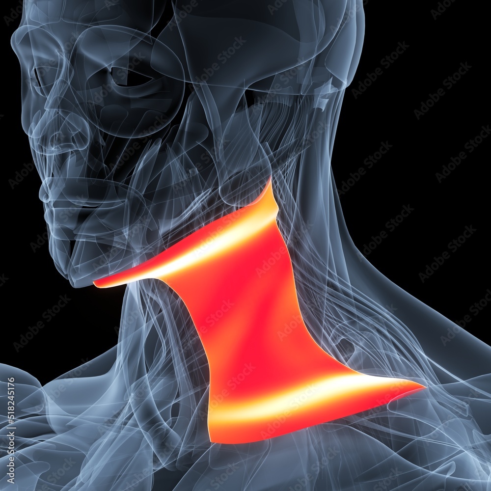 Human Body Muscular System Head Muscles Platysma Muscle Anatomy Stock ...