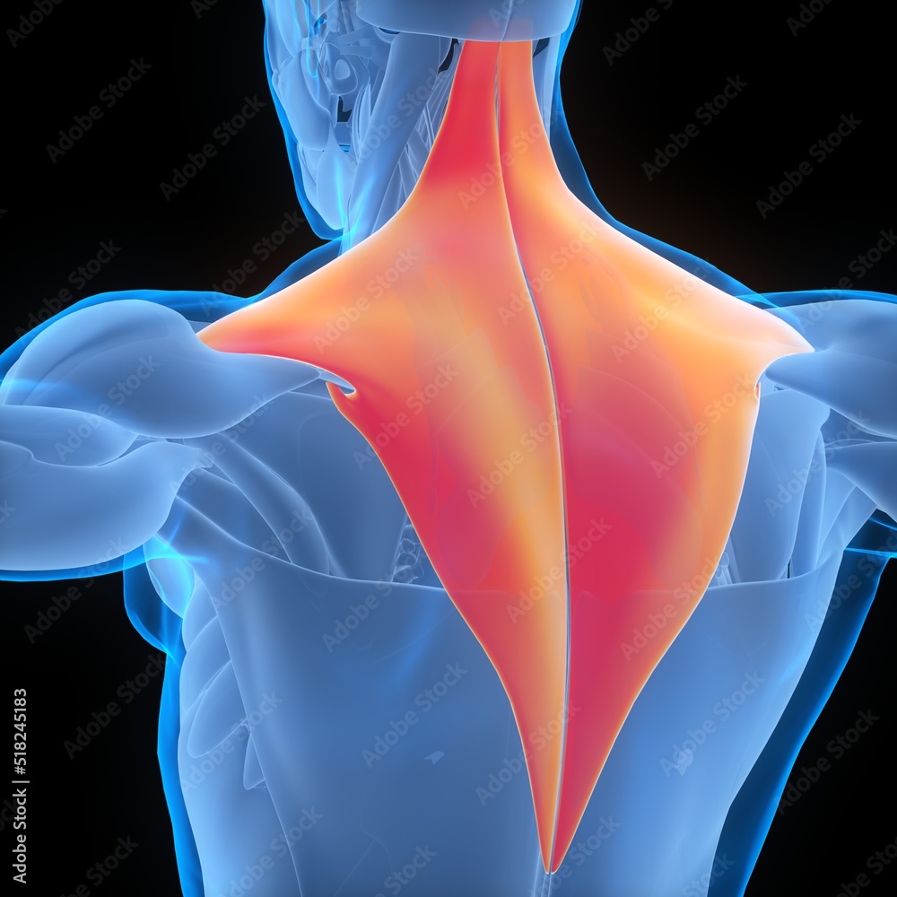 Human Muscular System Torso Muscles Trapezius Muscle Anatomy Stock ...