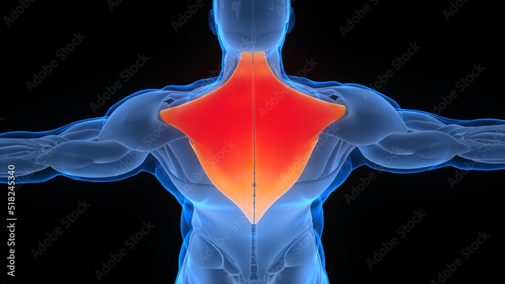 Human Muscular System Torso Muscles Trapezius Muscle Anatomy Stock ...