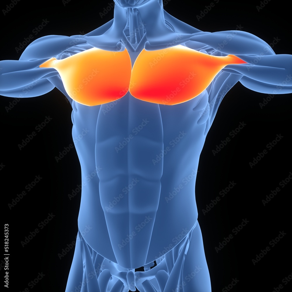 Human Muscular System Torso Muscles Pectoral Muscles Anatomy Stock | My ...