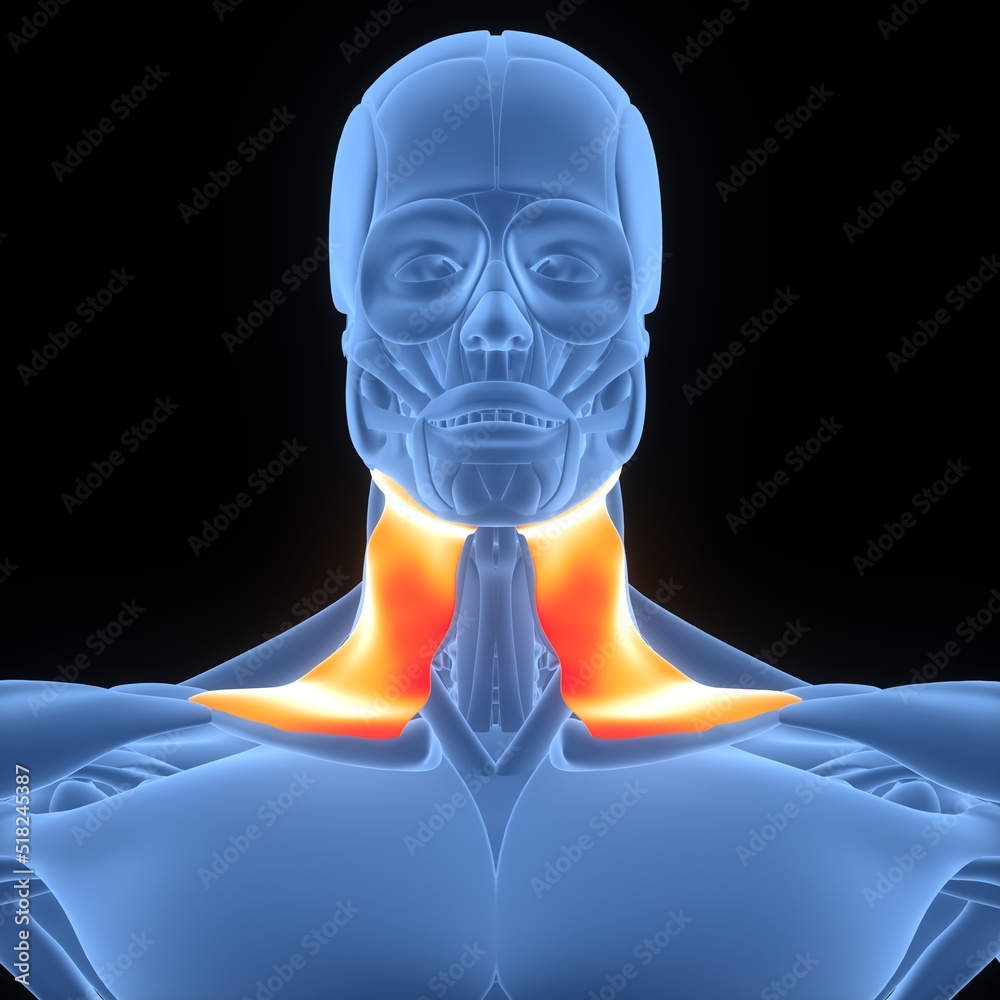 Human Body Muscular System Head Muscles Platysma Muscle Anatomy Stock ...