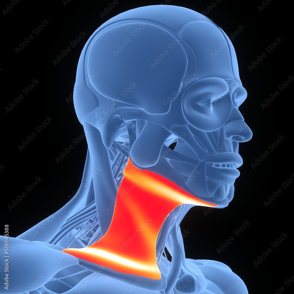 Human Body Muscular System Head Muscles Platysma Muscle Anatomy Stock ...