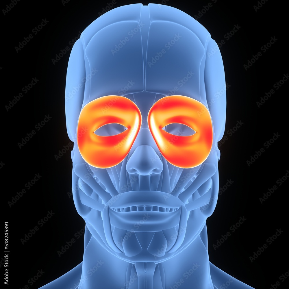 Human Body Muscular System Head Muscles Orbicularis Oculi Muscle ...