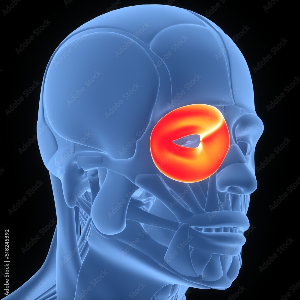 Human Body Muscular System Head Muscles Orbicularis Oculi Muscle ...