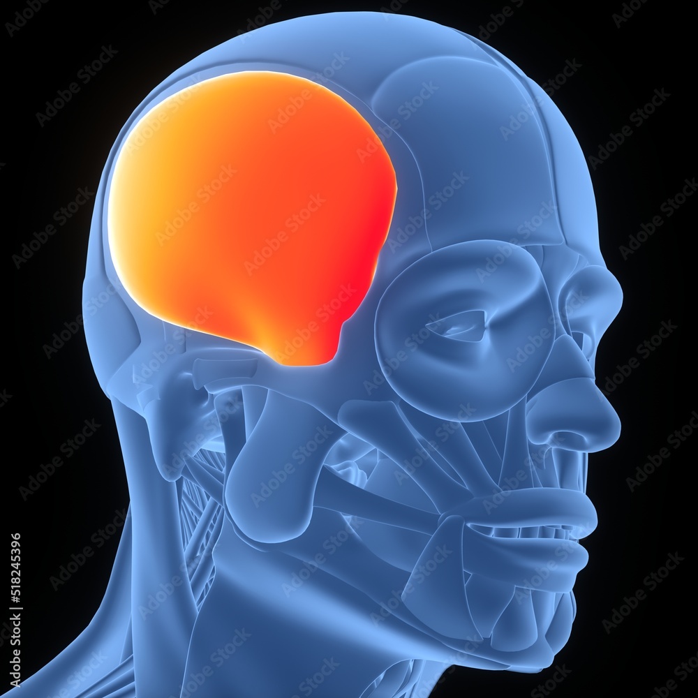 Human Body Muscular System Head Muscles Temporal Muscle Anatomy Stock ...