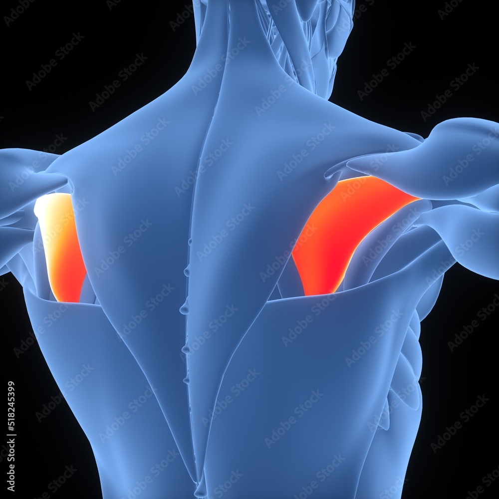 Human Muscular System Torso Muscles Infraspinatus Muscle Anatomy Stock ...