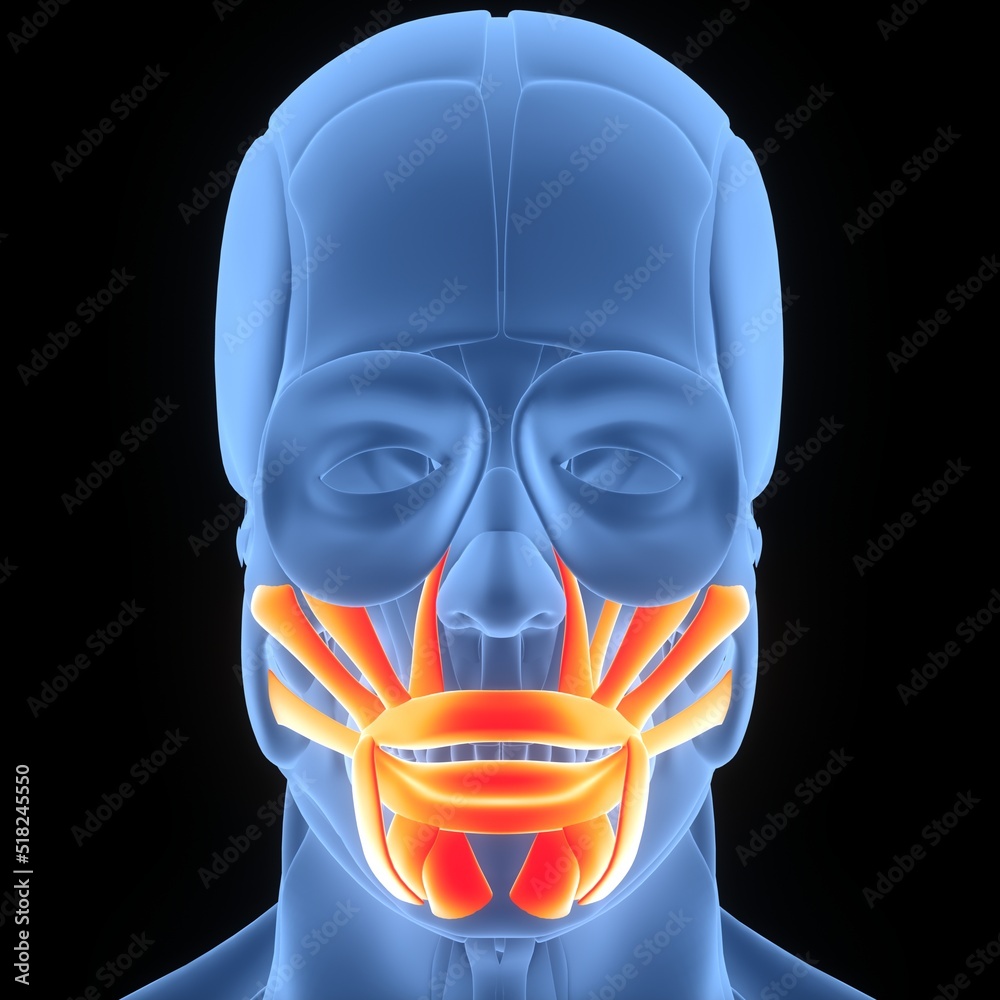 Human Muscular System Face Muscles Anatomy Stock Illustration | Adobe Stock