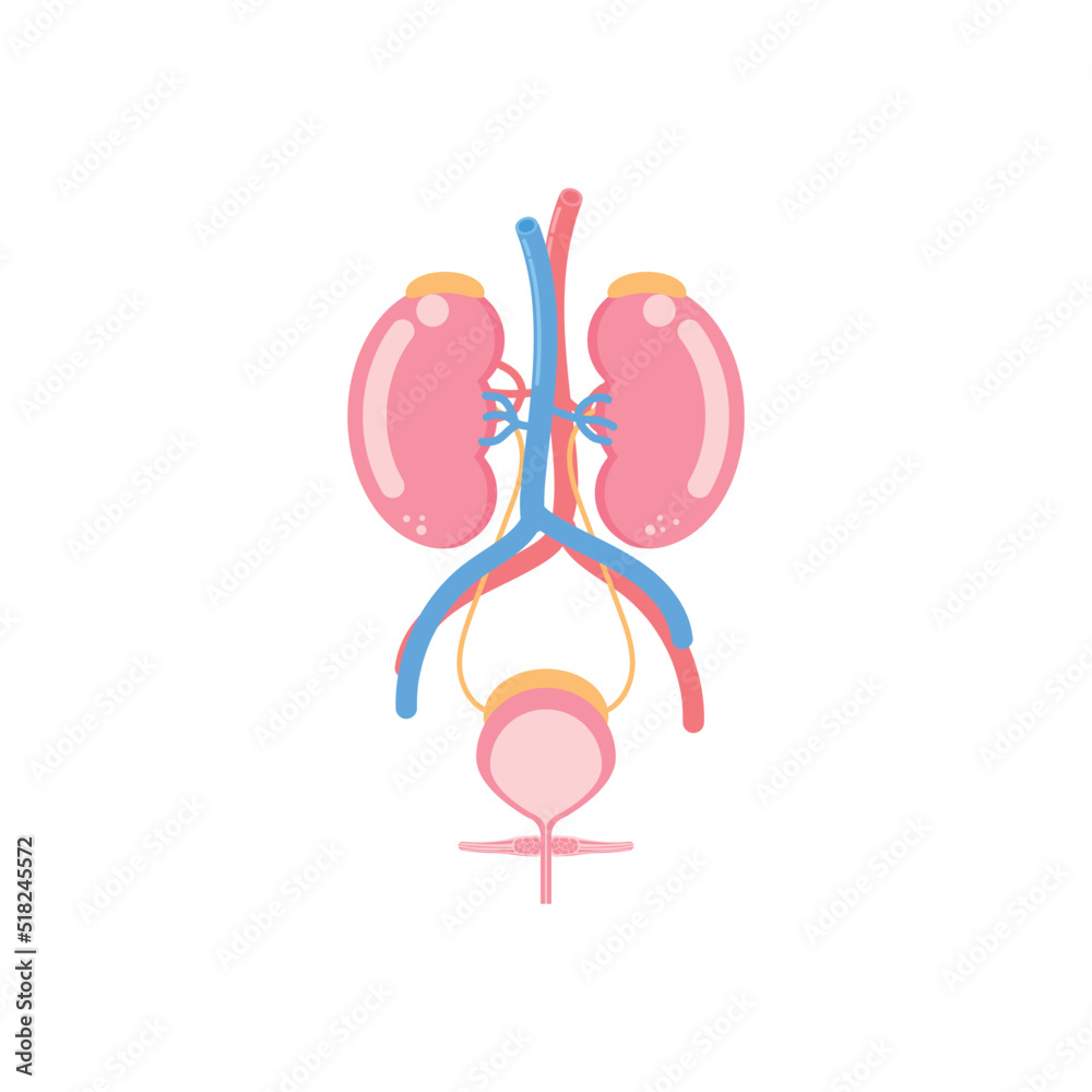 kidney and bladder urinary system, internal organs anatomy body part ...